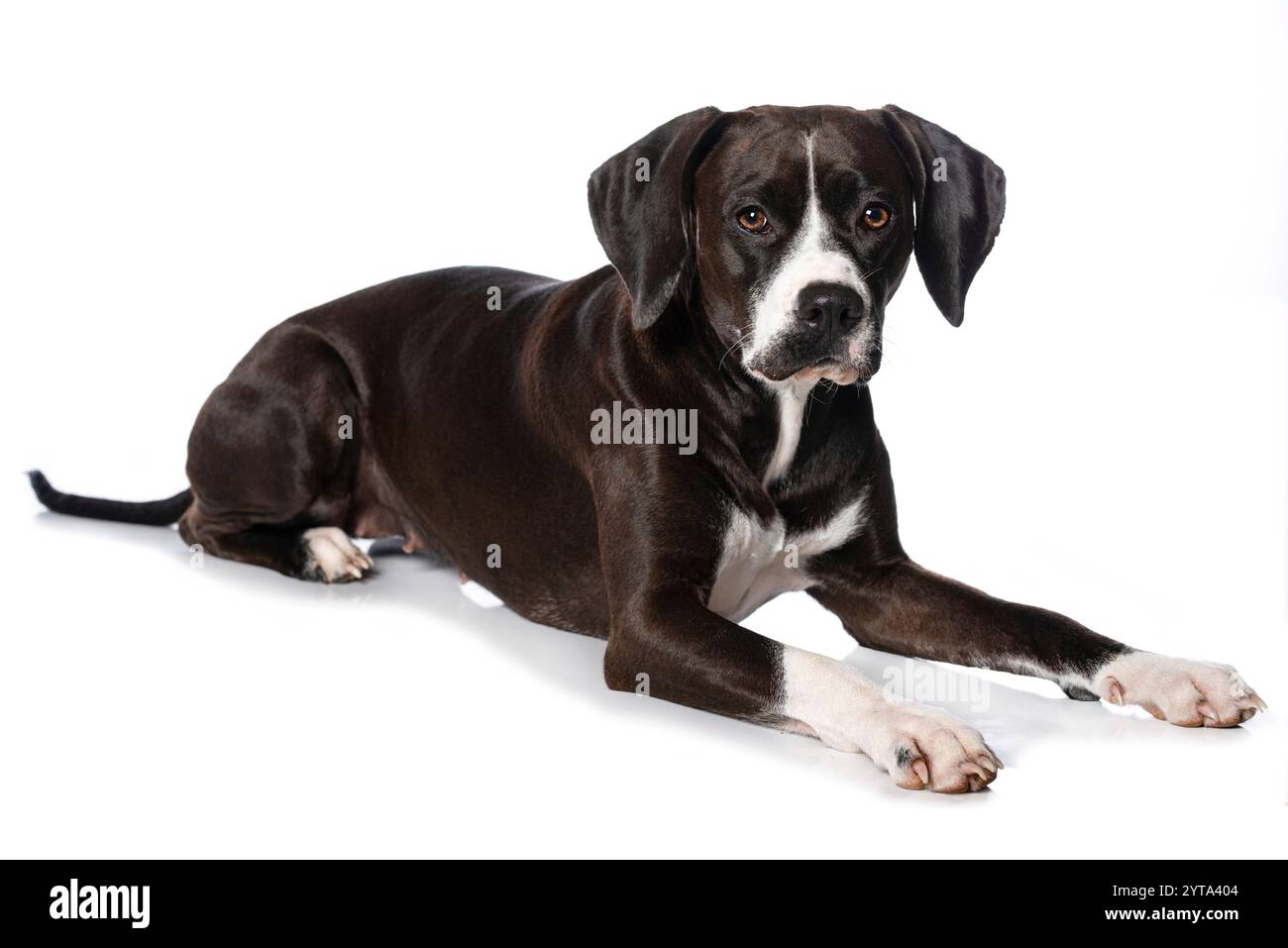 Lie lying lies dog hi-res stock photography and images - Alamy