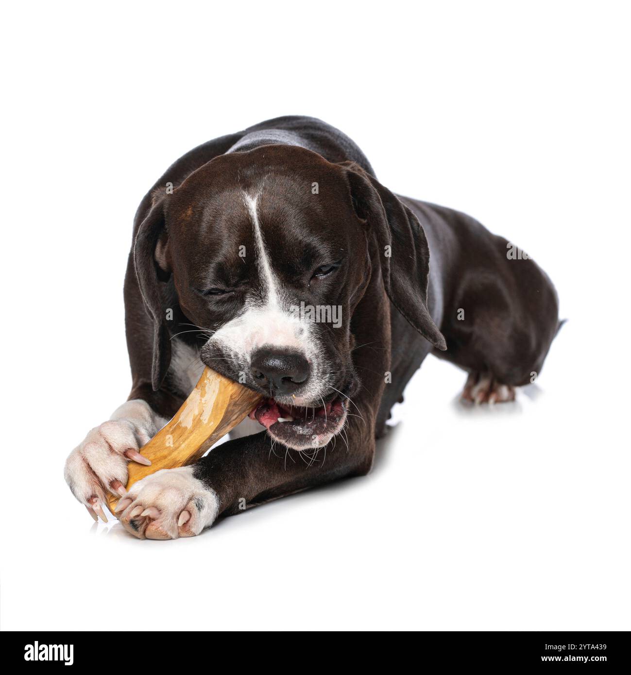 Dog eats a bone Stock Photo - Alamy