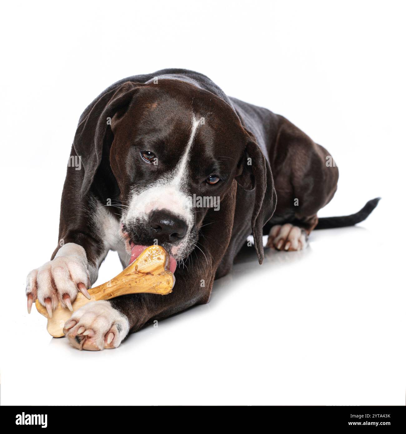 Dog eating a bone Stock Photo - Alamy