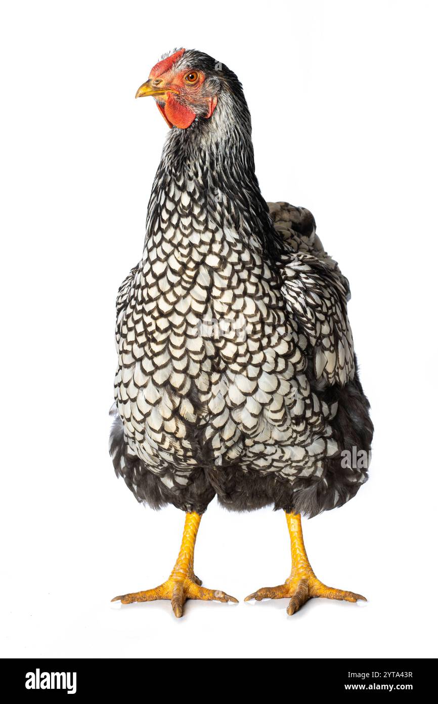 Wyandotte hen Cut Out Stock Images & Pictures - Alamy