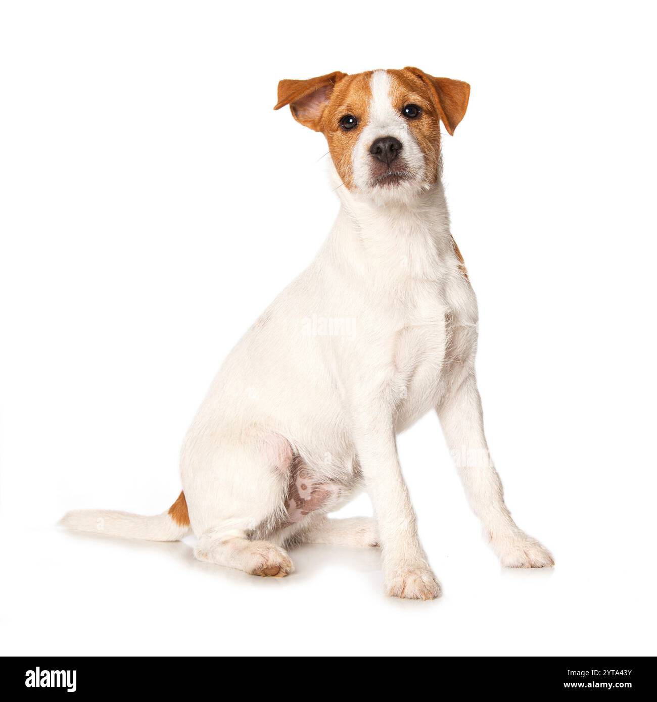 Sassy terrier Cut Out Stock Images & Pictures - Alamy