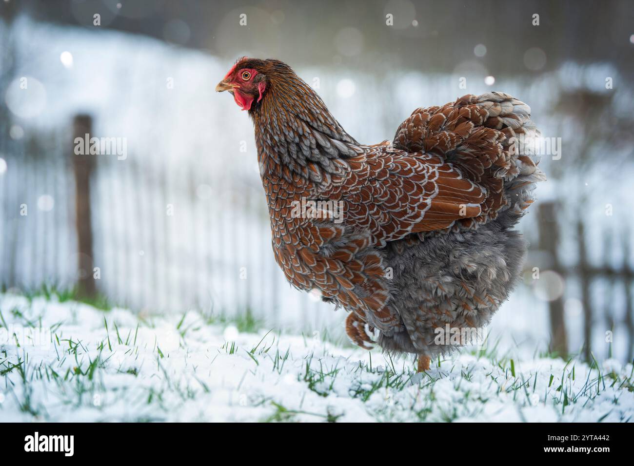 Hen chicken snow winter hi-res stock photography and images - Alamy