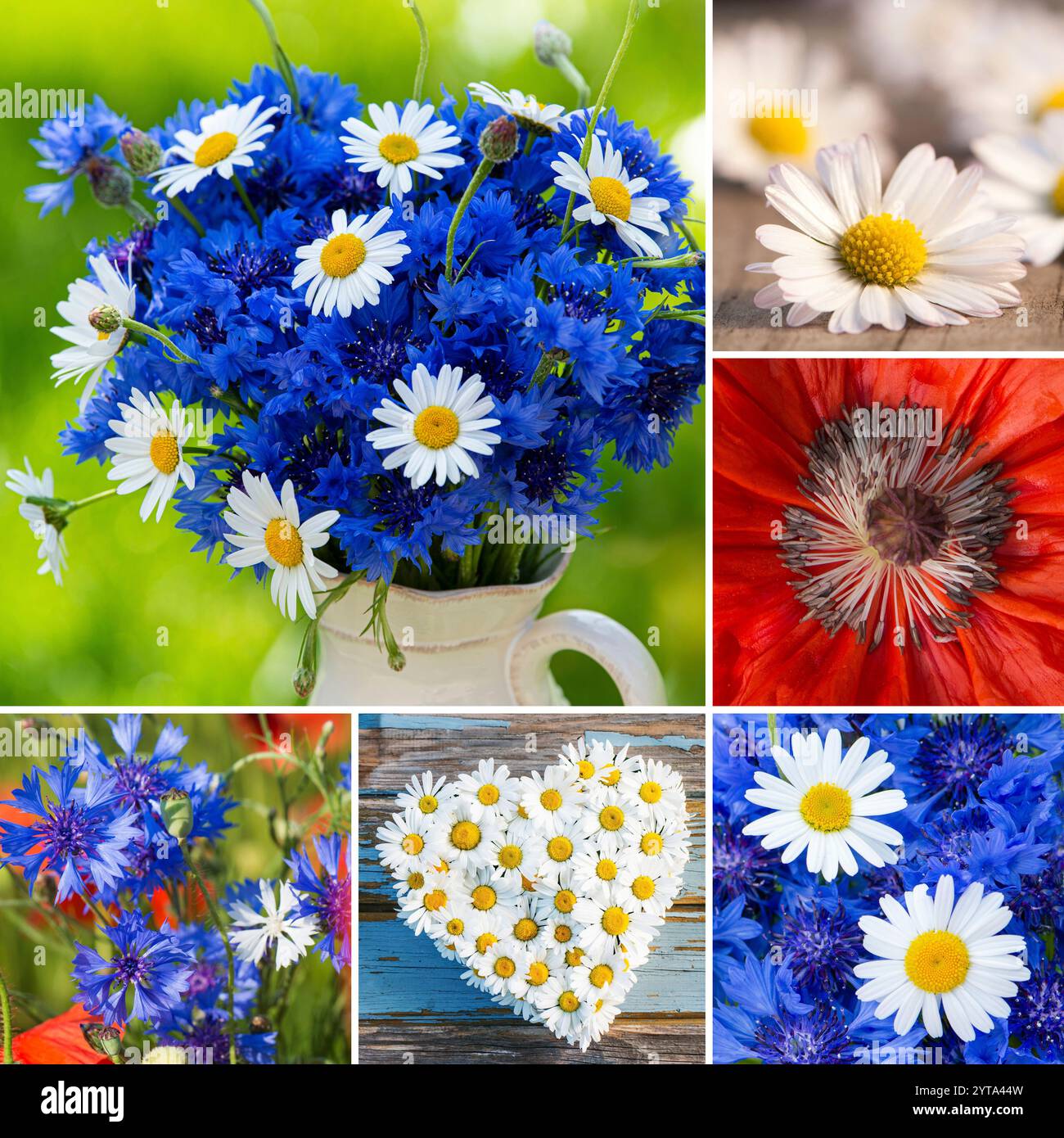 Spring flowers collage Stock Photo - Alamy