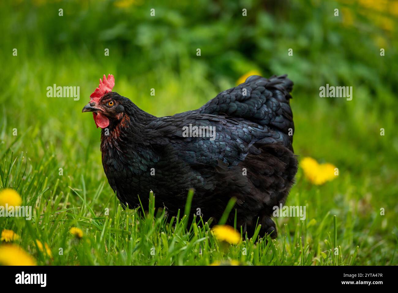 Marans hi-res stock photography and images - Alamy