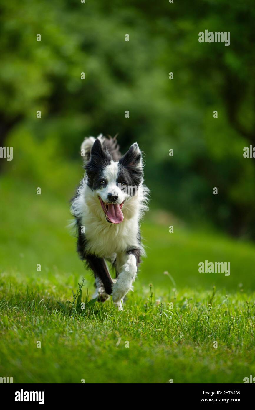 Running border collie Stock Photo - Alamy