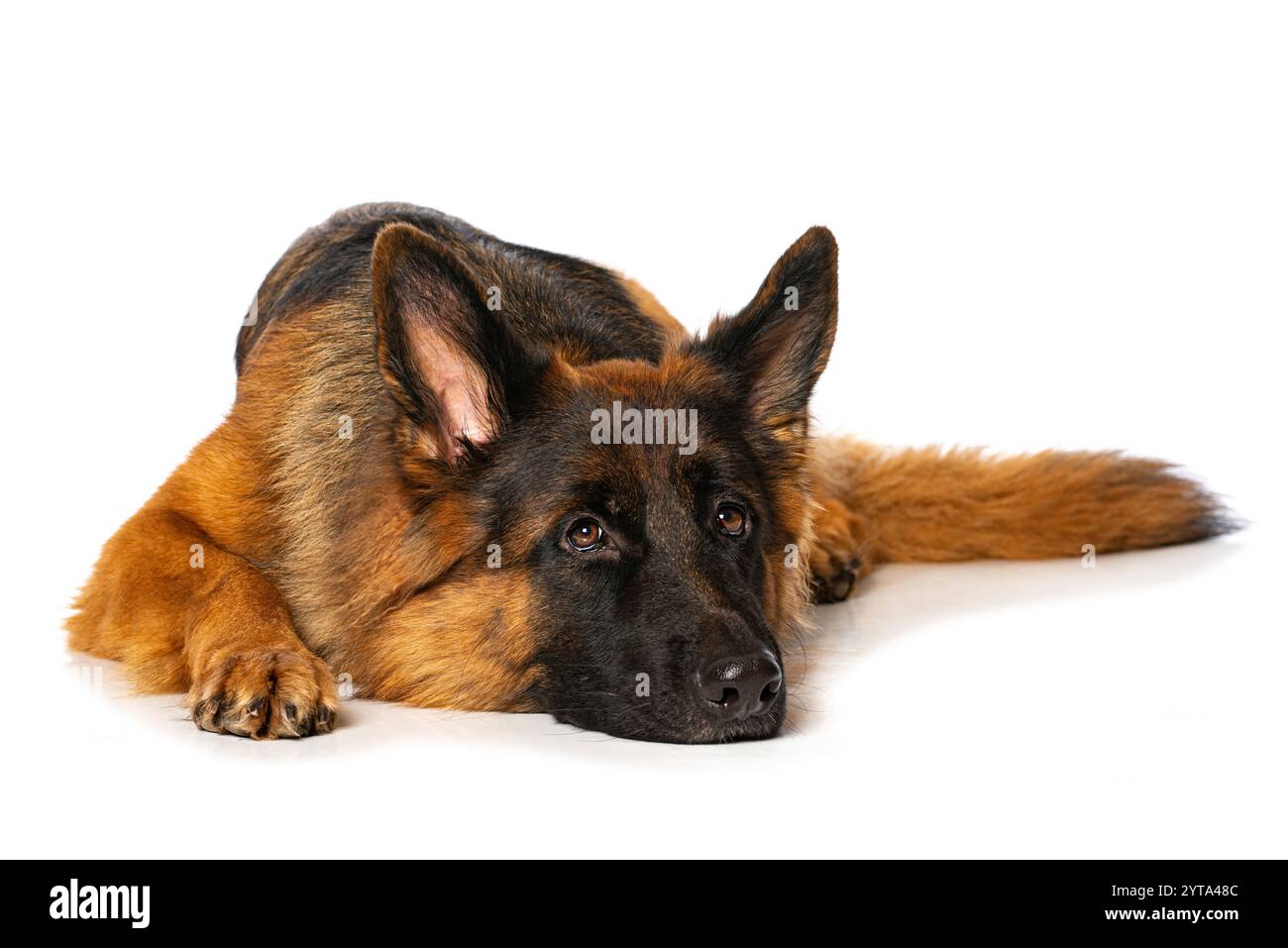 Tired german shepherd hi-res stock photography and images - Alamy