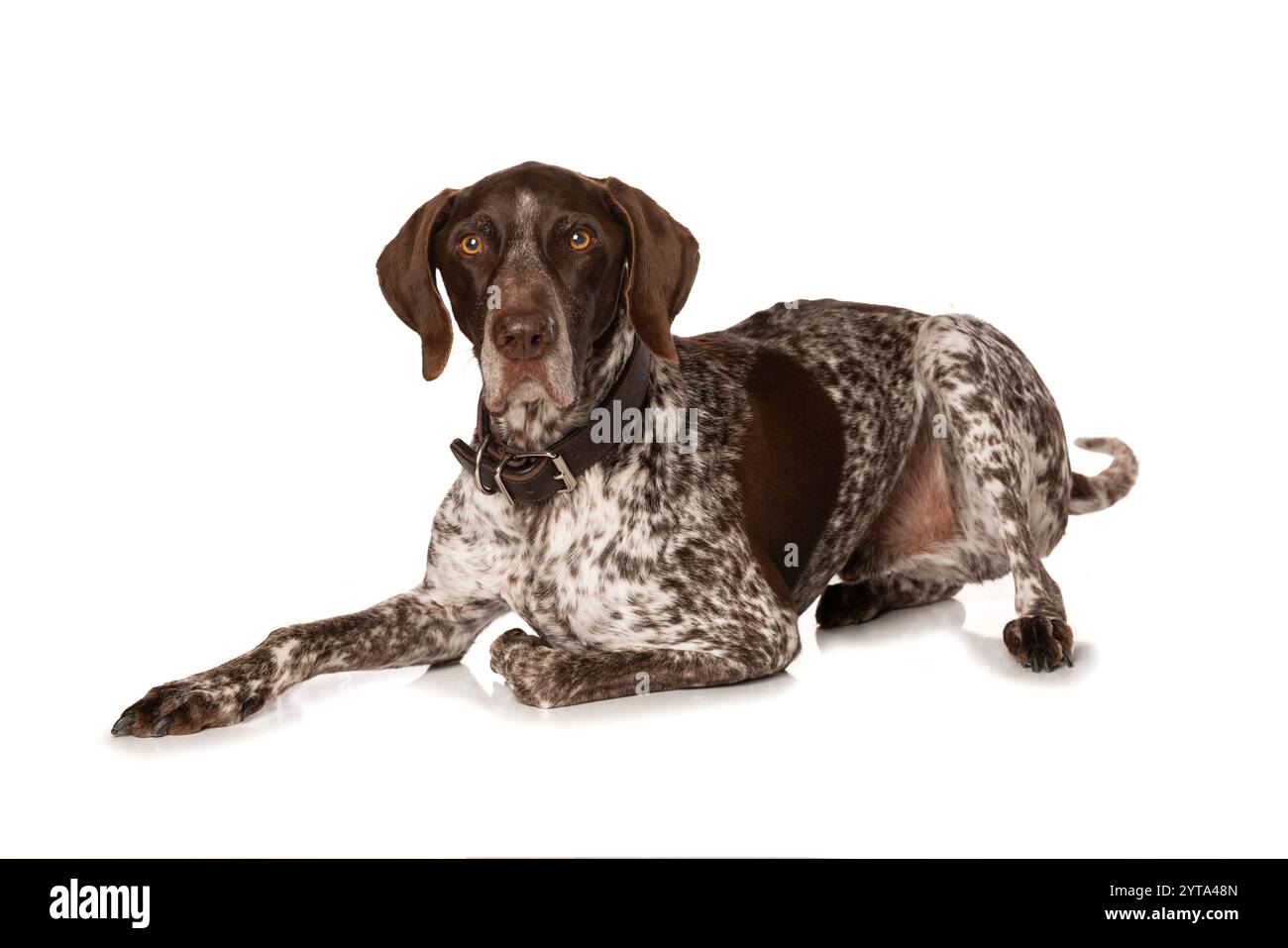 Dog breed german shorthair hi-res stock photography and images - Alamy