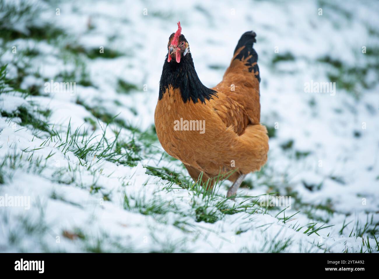 Hen harrier snow hi-res stock photography and images - Alamy