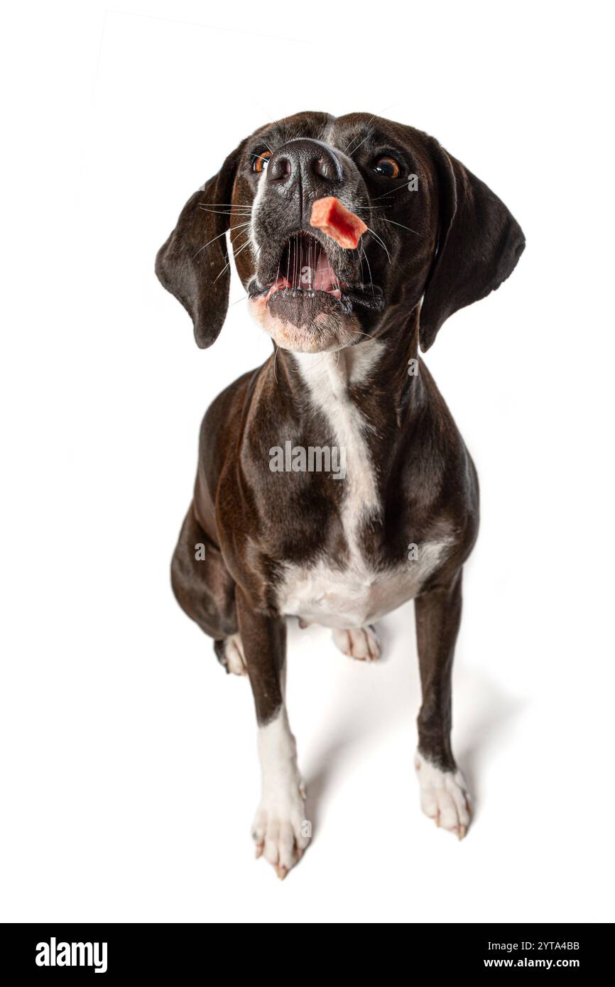 Dog catching a treat Stock Photo - Alamy