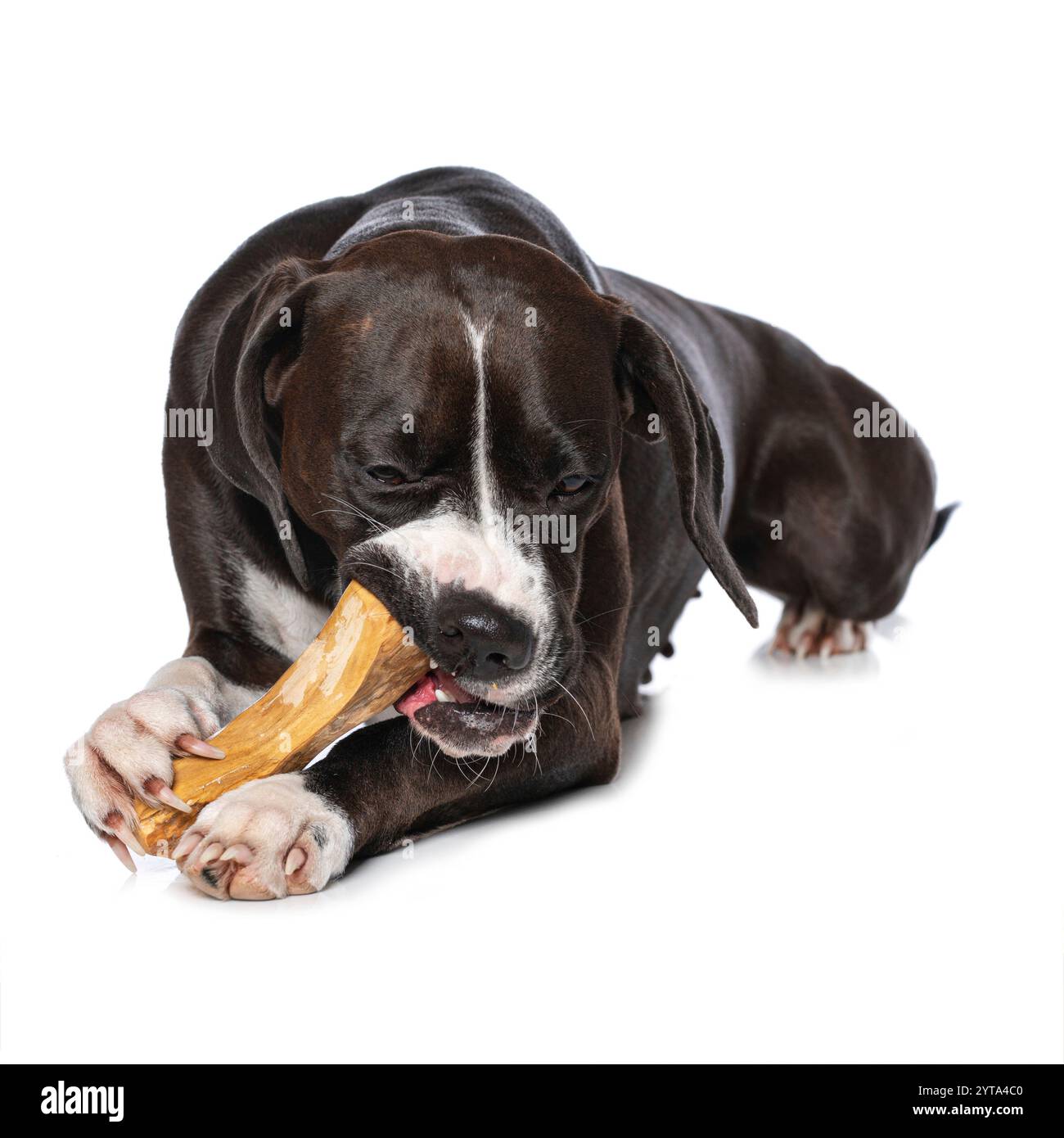 Dog eating hi-res stock photography and images - Alamy