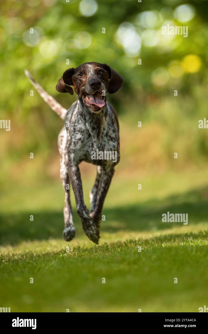 Running German Shorthair Stock Photo - Alamy
