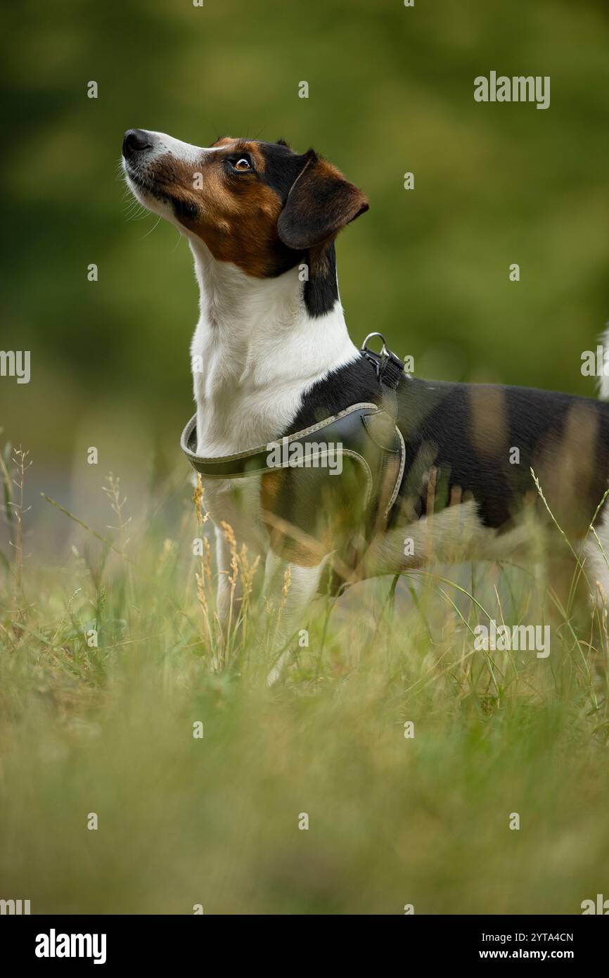 Jack russel dog stands hi-res stock photography and images - Alamy