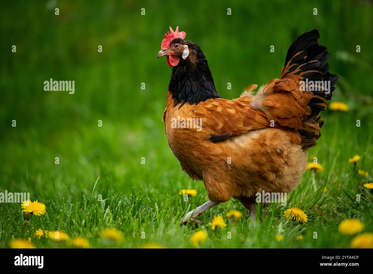 Vorwerk hen hi-res stock photography and images - Alamy
