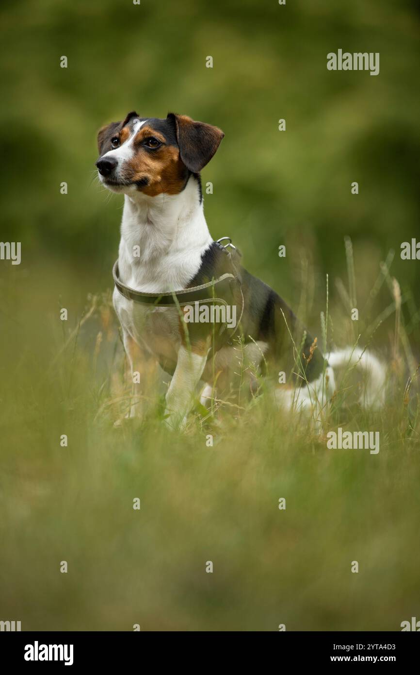 Jack Russel in a summer meadow Stock Photo - Alamy