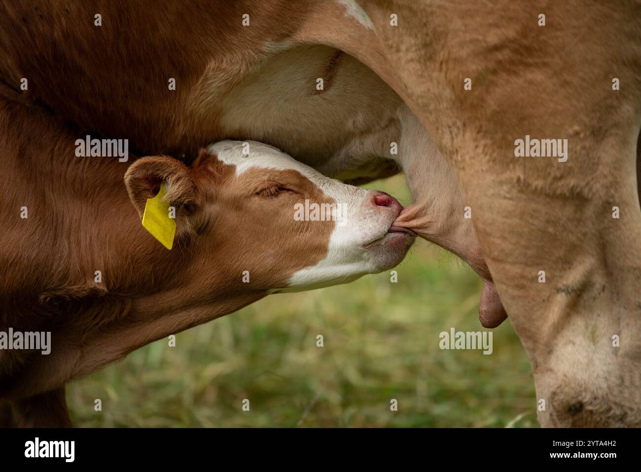 Calf sucking on the udder of the mother cow Stock Photo - Alamy
