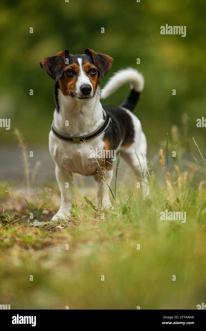 Jack russel dog stands hi-res stock photography and images - Alamy