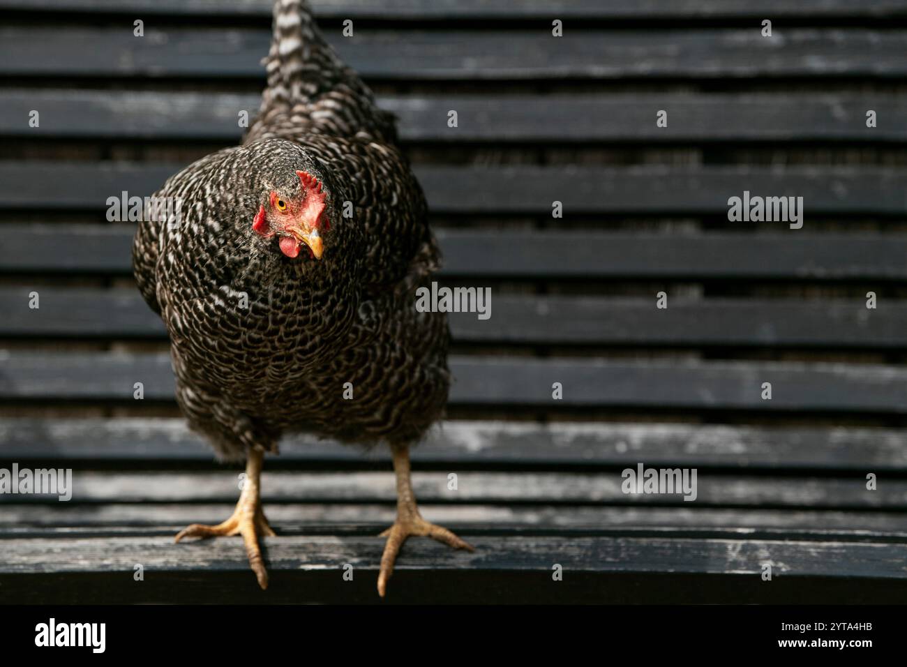 Chicken on a garden bench Stock Photo - Alamy