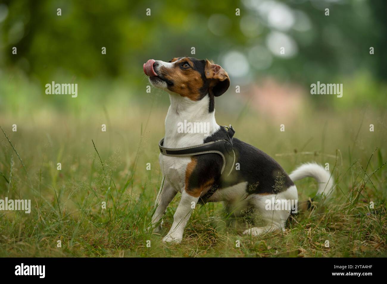 Jack russel dog stands hi-res stock photography and images - Alamy