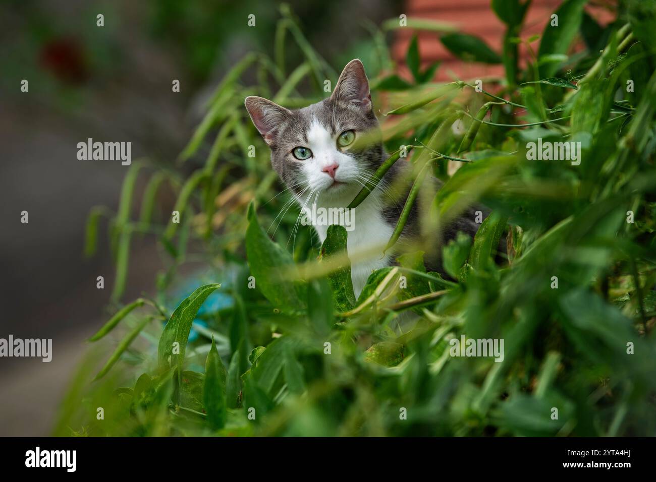Young tabby cat in the green Stock Photo - Alamy