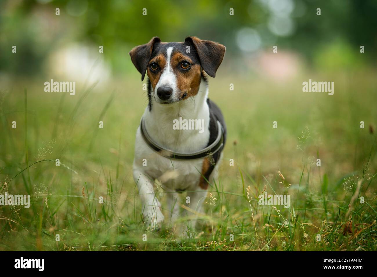 Jack Russell in a summer meadow Stock Photo - Alamy