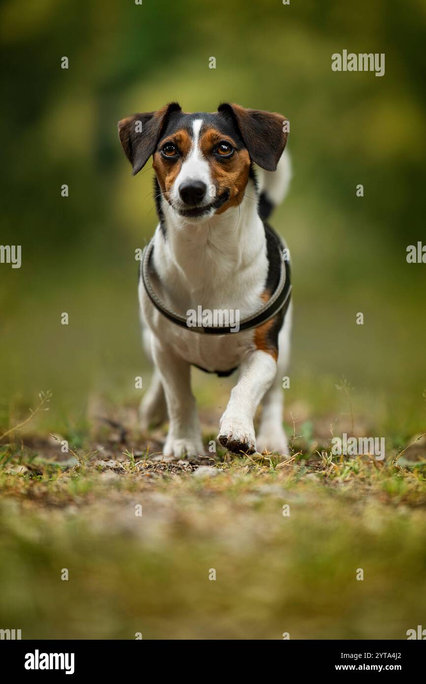 Jack russel terrier walking hi-res stock photography and images - Alamy