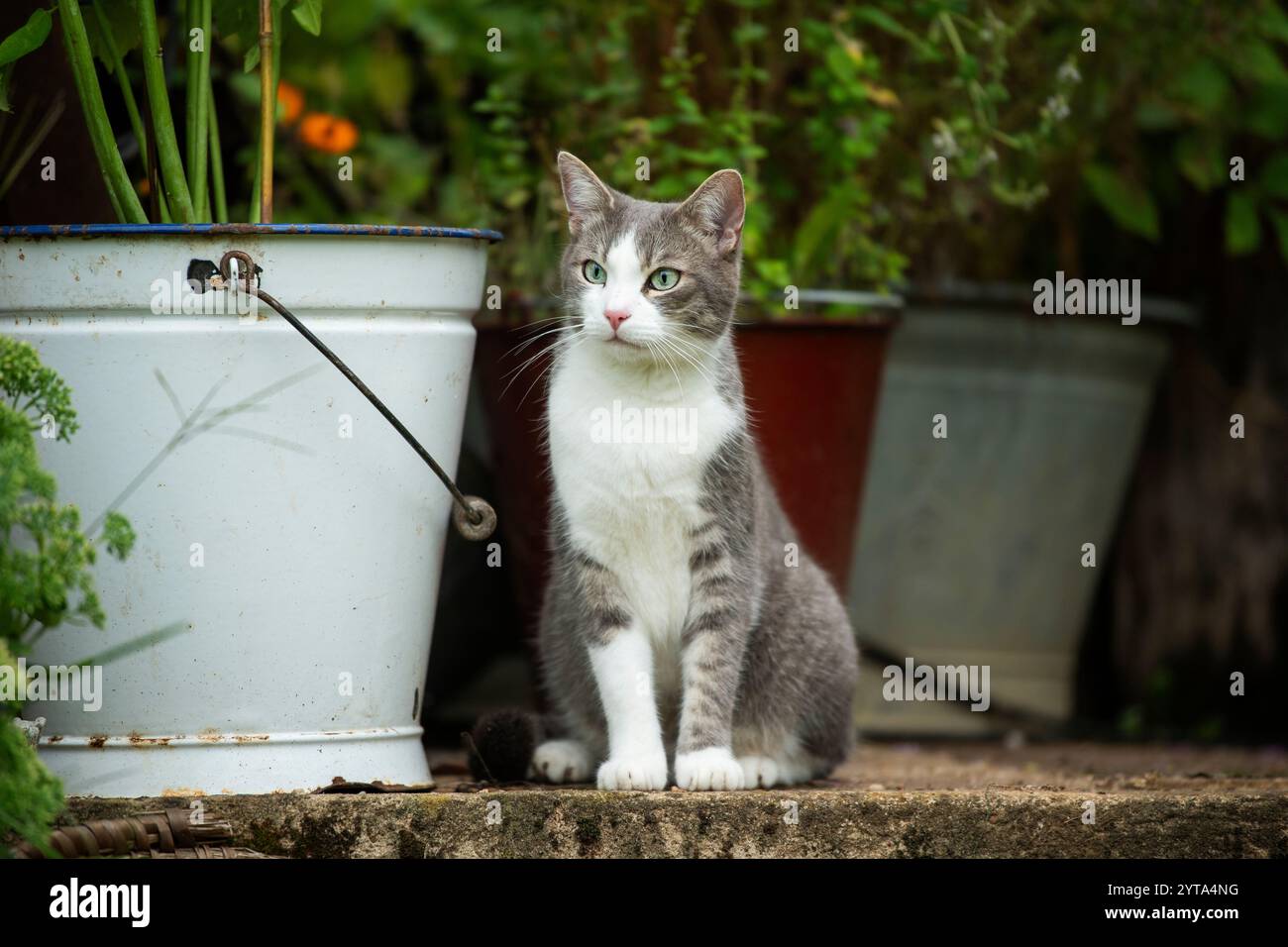 Tabby cat on the terrace Stock Photo - Alamy
