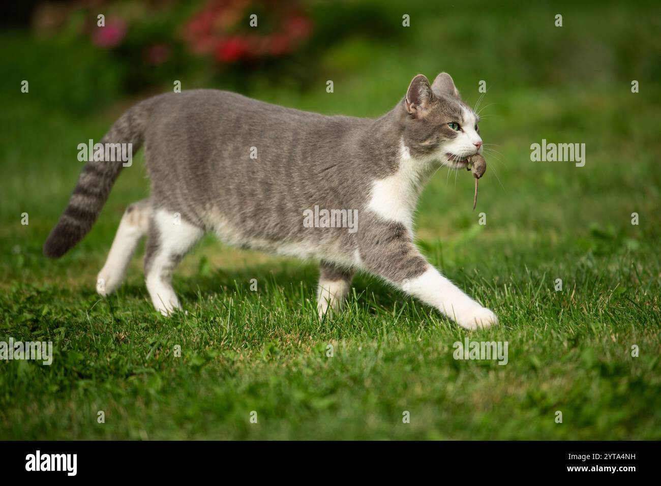 Cat catching mouse hi-res stock photography and images - Alamy