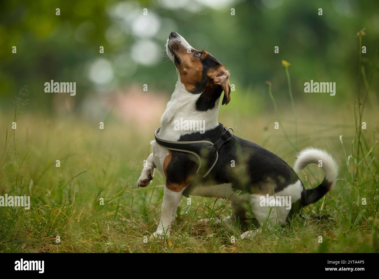 Jack russell in nature hi-res stock photography and images - Alamy