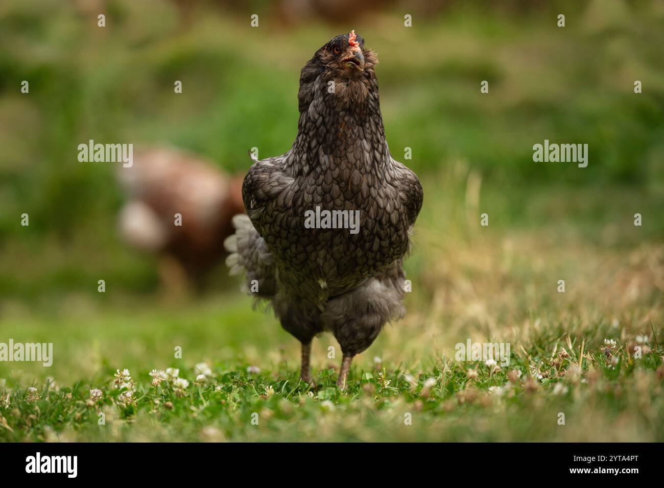 Araucana hen in a meadow Stock Photo - Alamy
