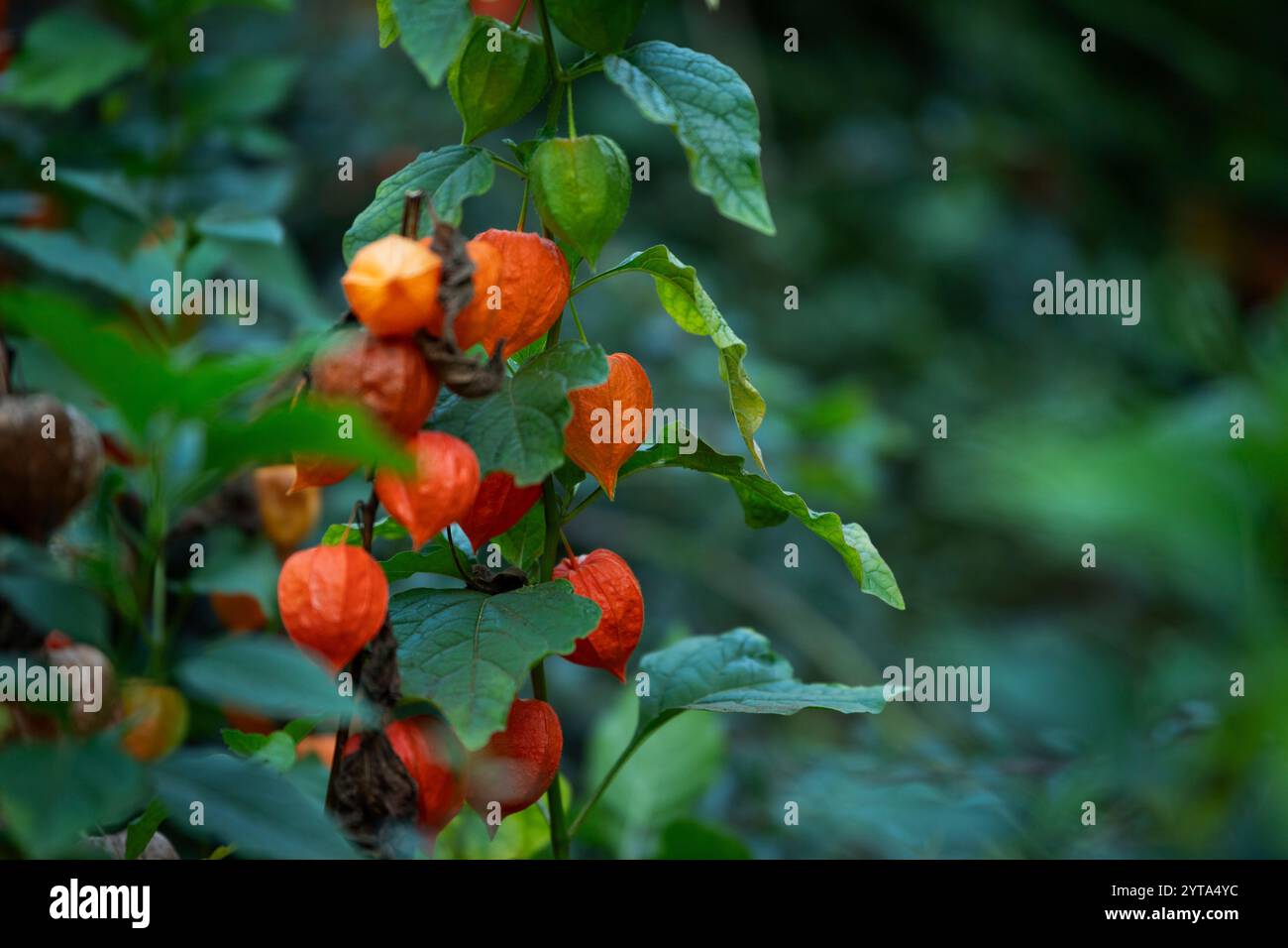 Lantern in flower garden hi-res stock photography and images - Alamy