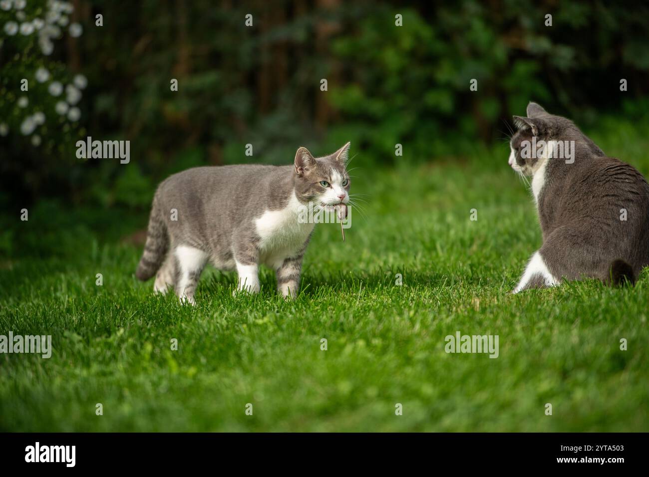Cat catching mouse hi-res stock photography and images - Alamy