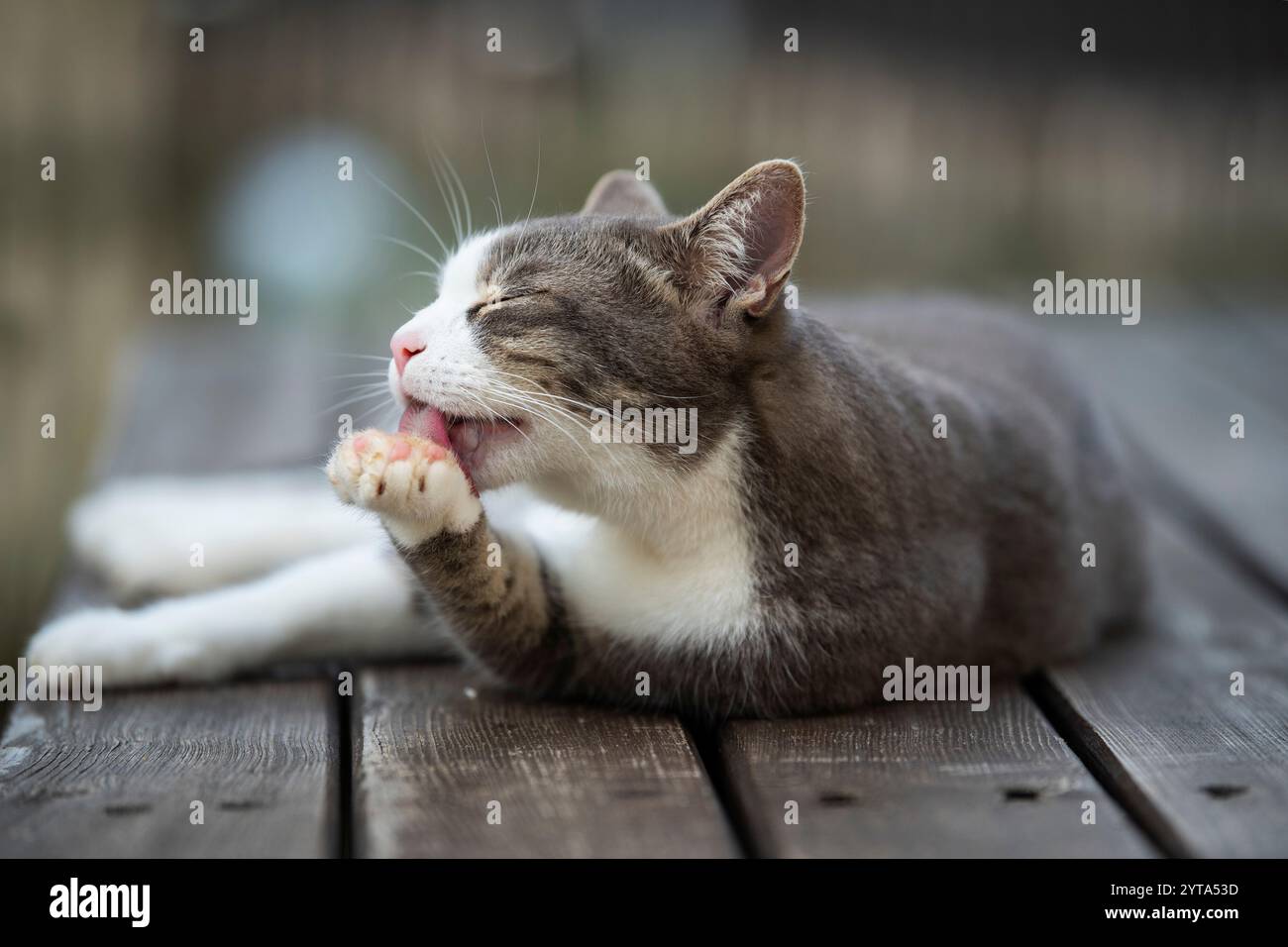 Lick licking licks hi-res stock photography and images - Alamy