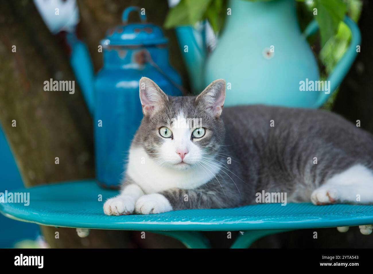 Cat on a garden table Stock Photo - Alamy