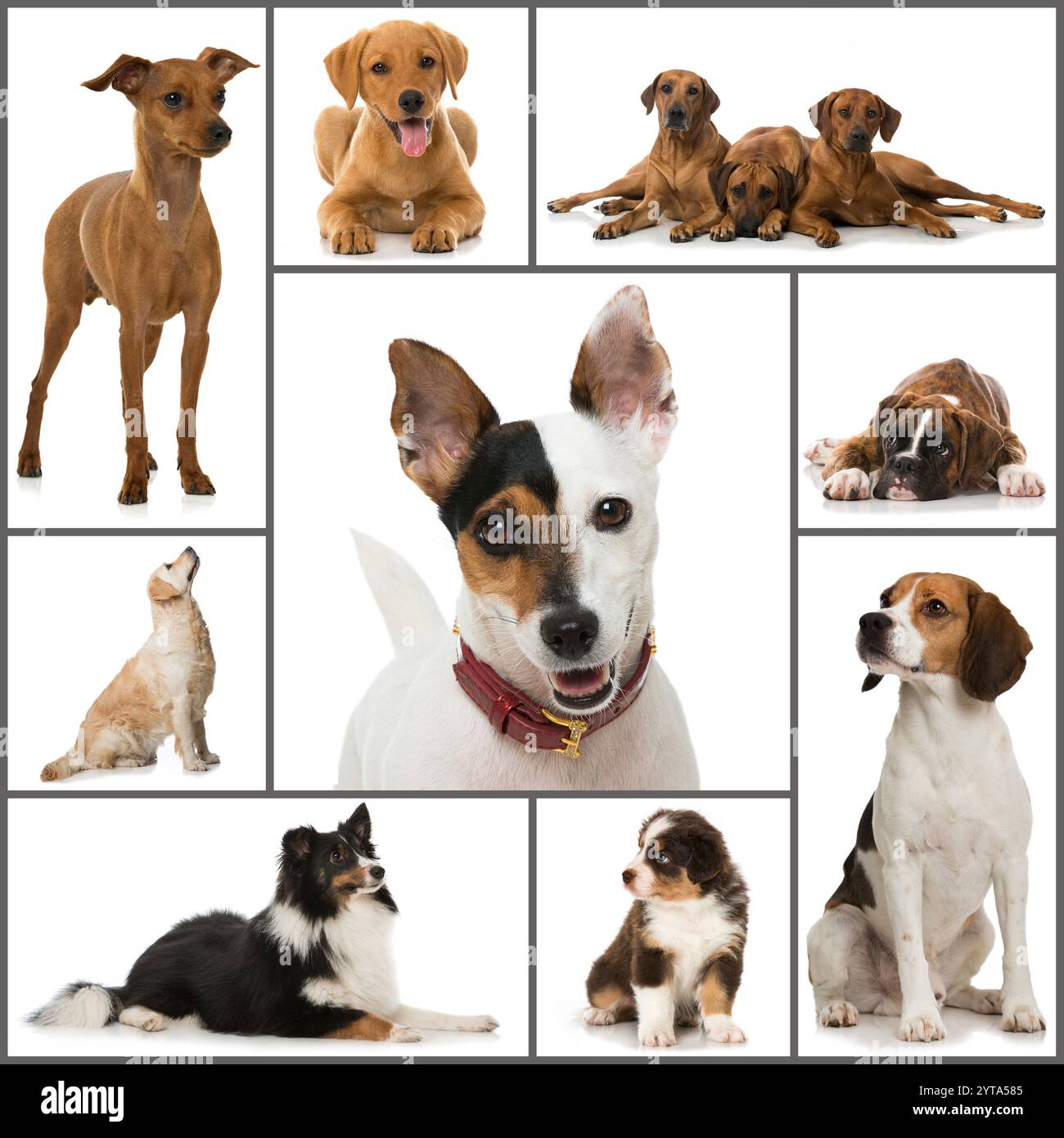 Pedigree dogs collage Stock Photo - Alamy