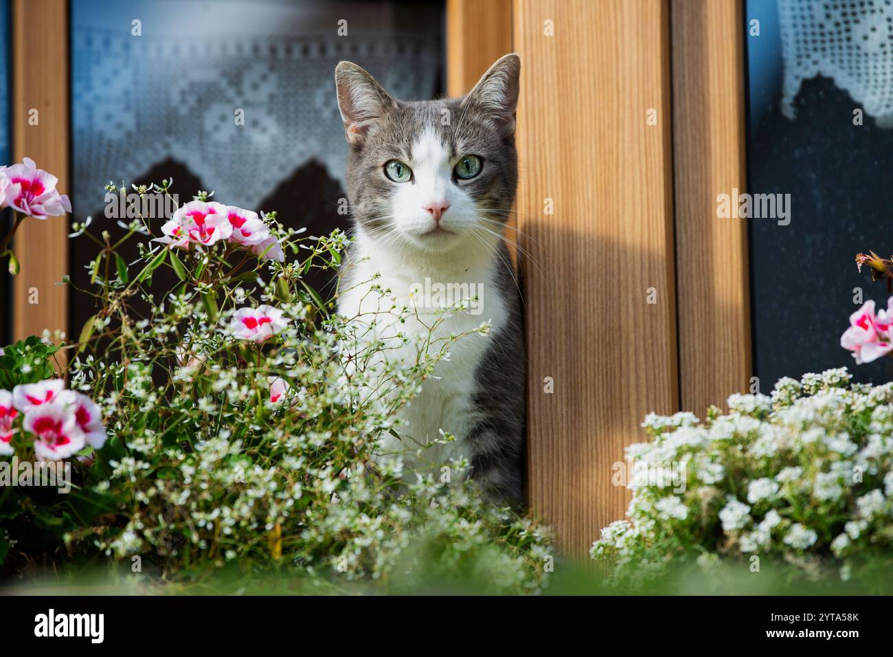 Cat looking out of the window Stock Photo - Alamy