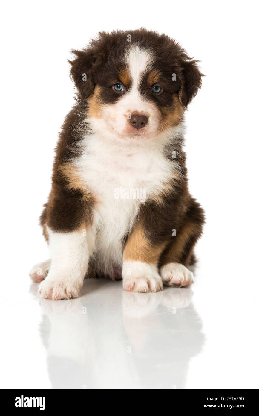 Australian sheep dog puppy hi-res stock photography and images - Alamy