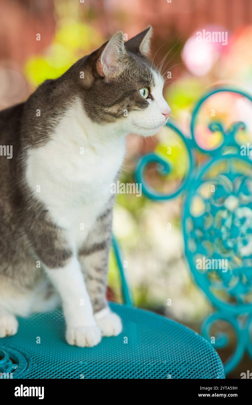 Perching on table hi-res stock photography and images - Alamy