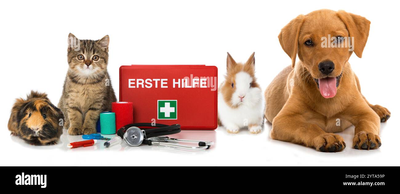 First aid for pets Stock Photo - Alamy
