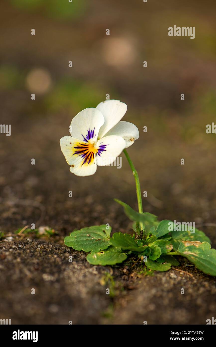 Miniature pansies hi-res stock photography and images - Alamy