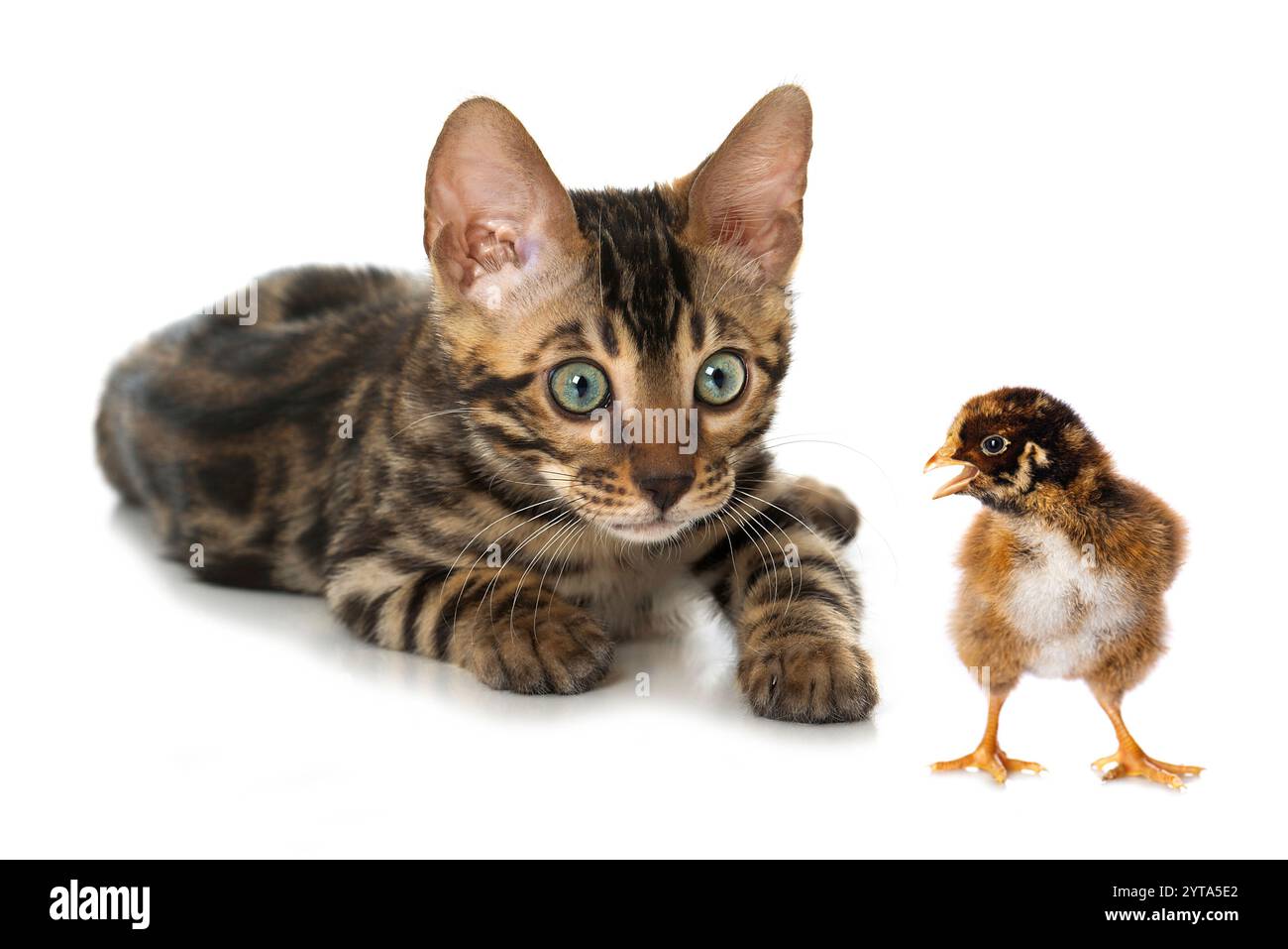 Bengal cat and chick Stock Photo - Alamy