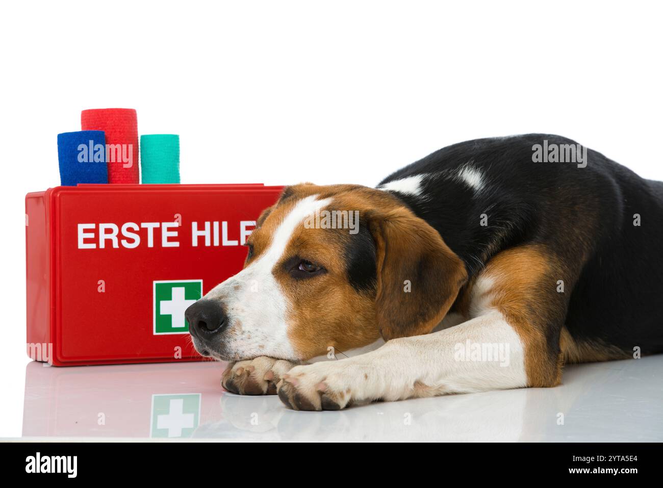First aid kit pet hi-res stock photography and images - Alamy