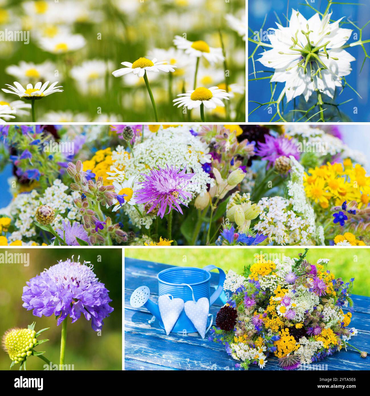 Nigella flowers collage hi-res stock photography and images - Alamy
