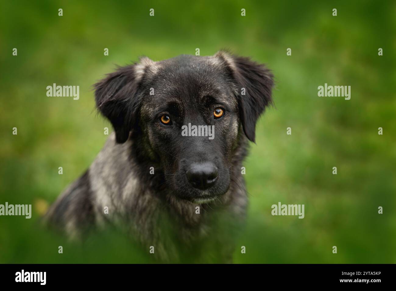 Big dog looking down hi-res stock photography and images - Alamy