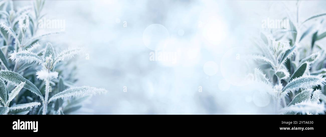 Ice blue winter background with bokeh and rime covered plant leaves ...