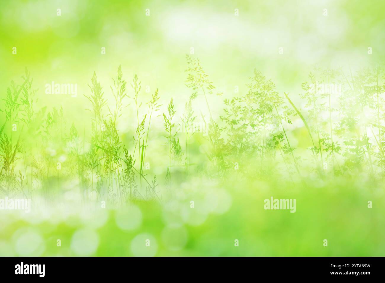 Radiant green spring background with blades of grass in a flower meadow ...