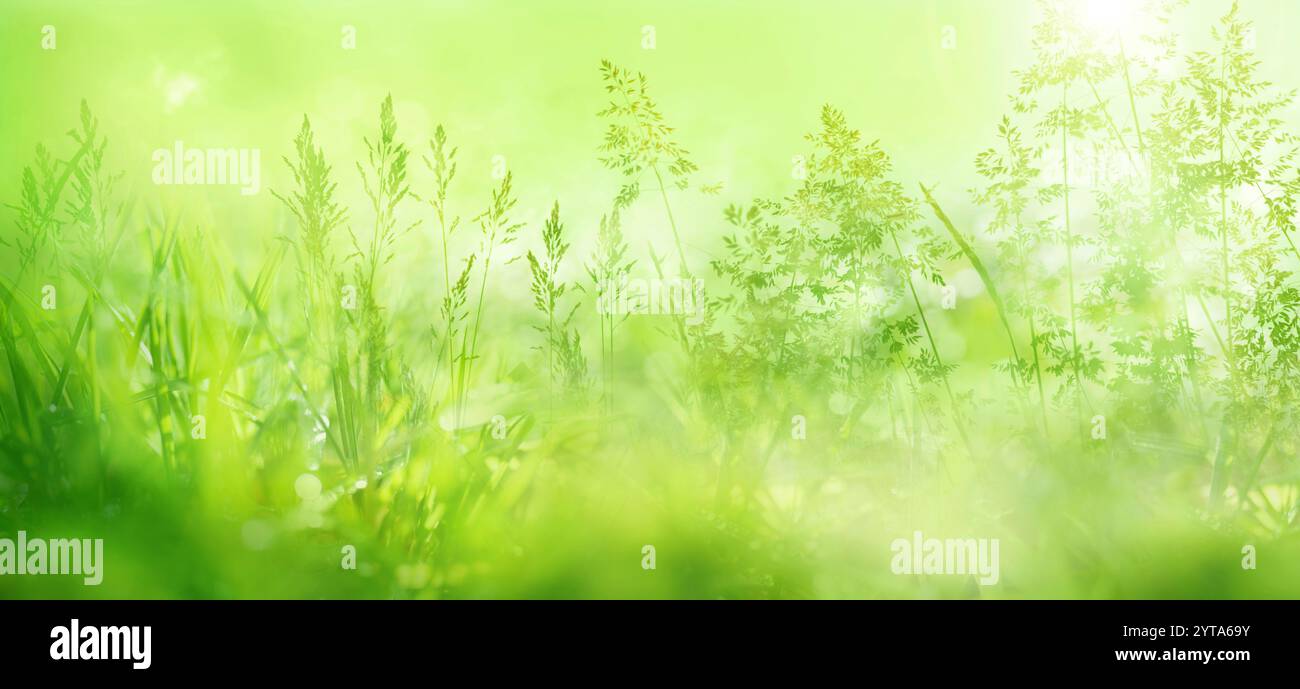 Radiant green spring background with blades of grass in a flower meadow ...
