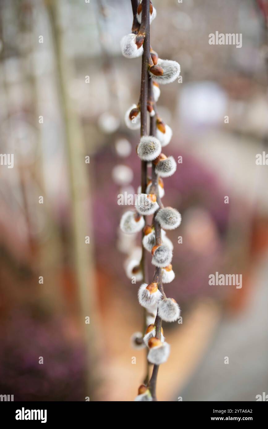 Downy willow hi-res stock photography and images - Alamy