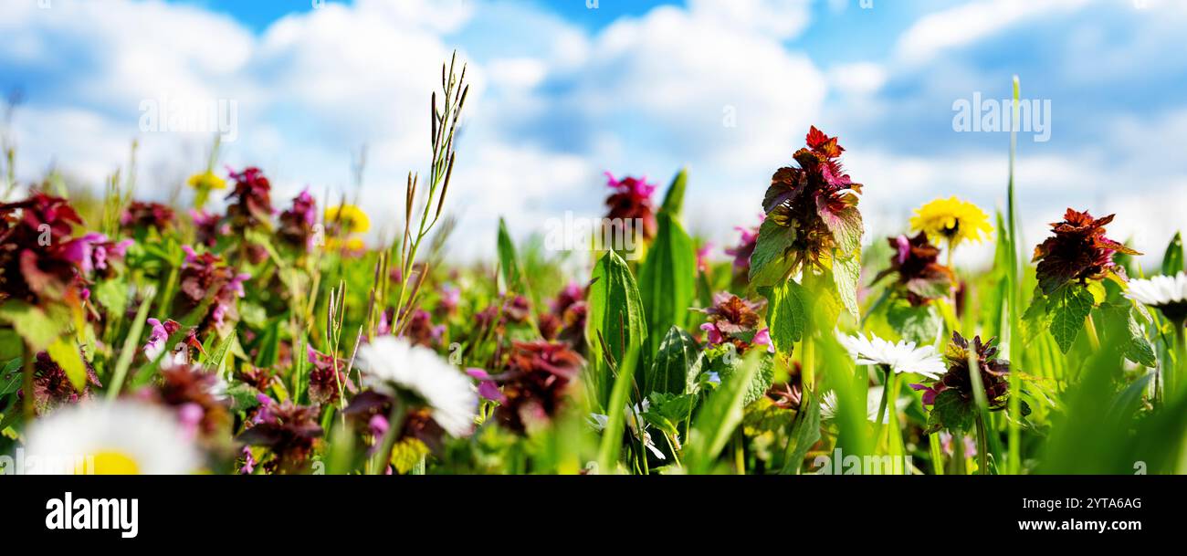 Spring landscape with flowers in a meadow and sunny blue sky. Seasonal ...
