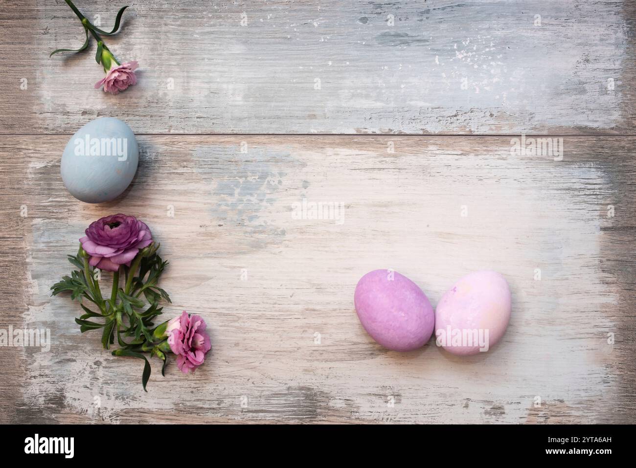 Happy easter greetings with violet easter eggs and purple ranunculus on ...
