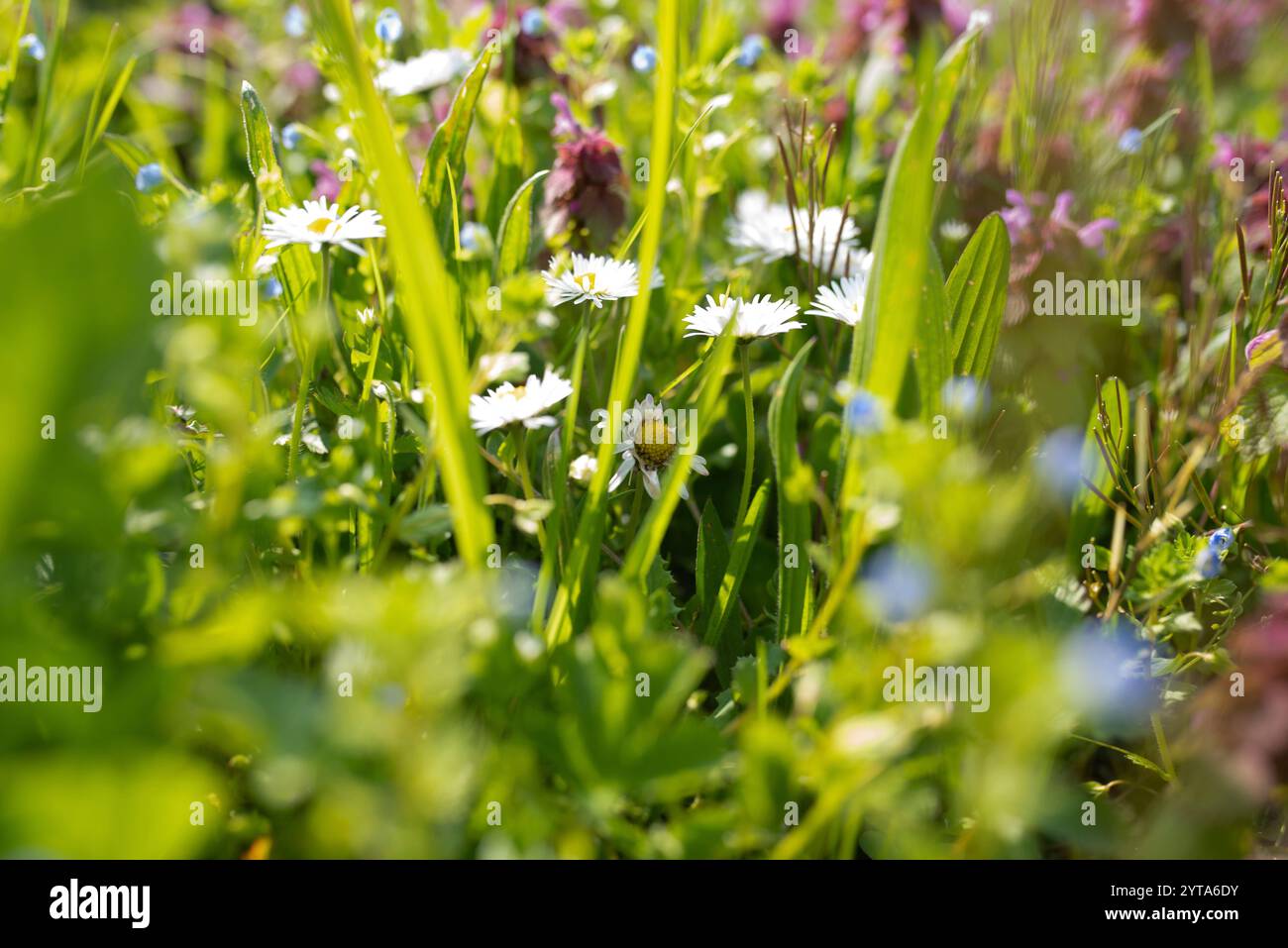 Colorful flower meadow on a sunny spring day, Close-up with short depth of field. Background for ...